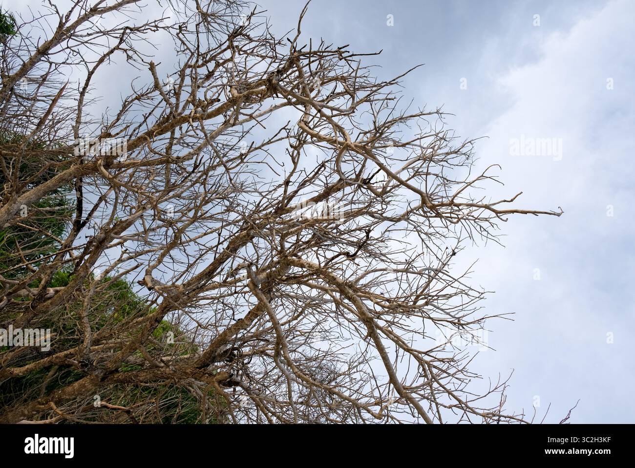 Dry branches frame hi-res stock photography and images - Alamy