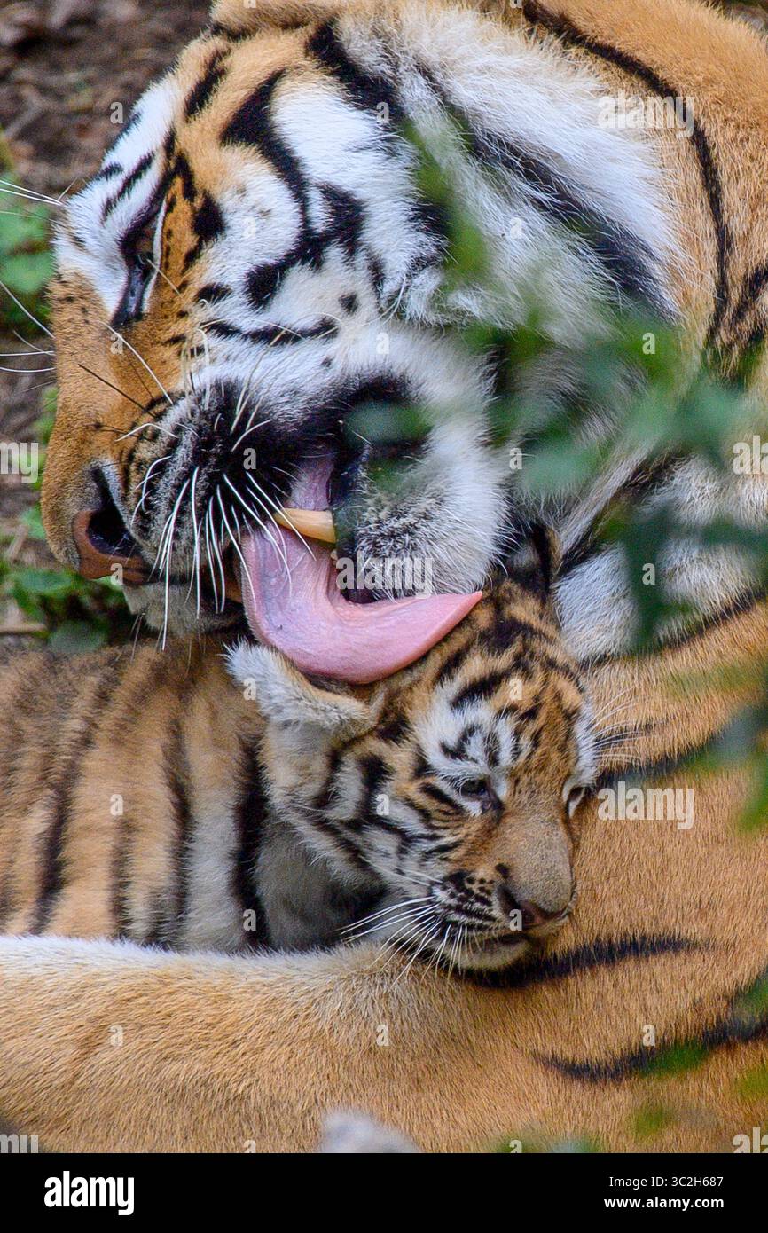 Magdeburg, Germany. 24th July, 2025. Tiger mother "Stormi" licks one of ...