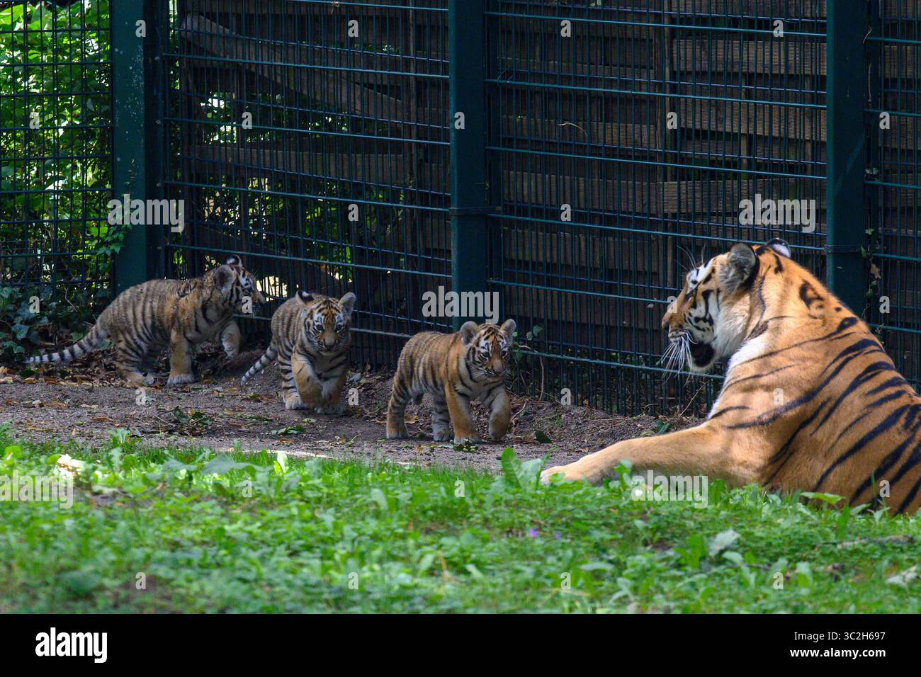 Magdeburg, Germany. 24th July, 2025. Tiger mother "Stormi" lies in a ...