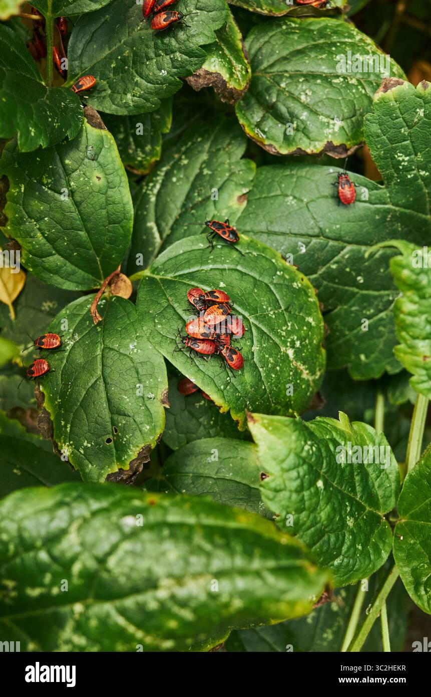 Bunch of bugs are on a leaf. The bugs are red and black. The leaf is ...