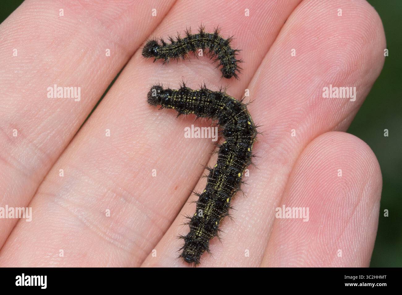 Caterpillar sizes hi-res stock photography and images - Alamy