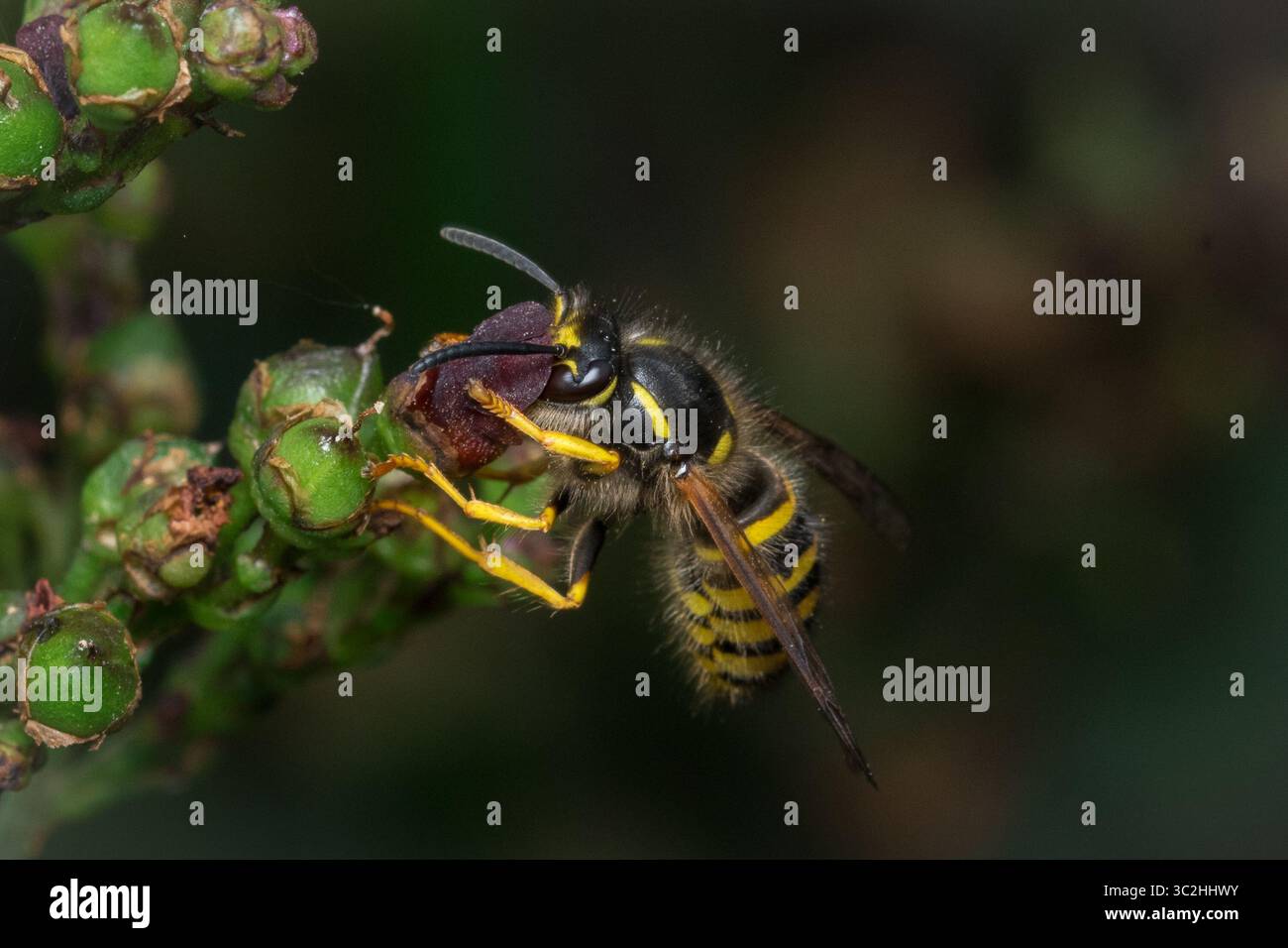 Macro of a social wasp (Vespula or Dolichovespula sp), also known as a ...