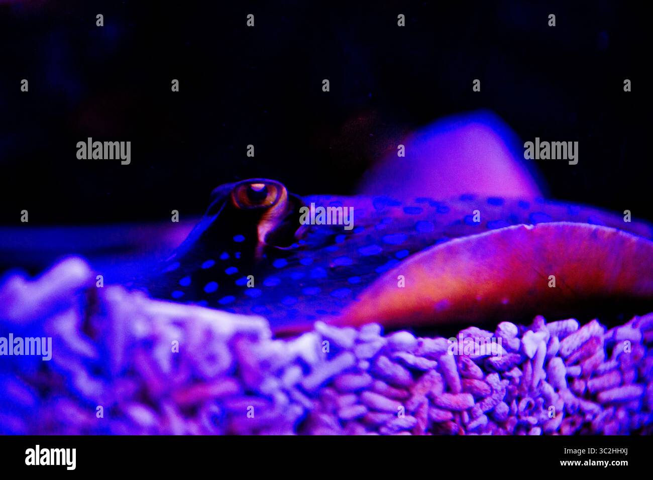 Captured Sting Ray and placed in an exhibit Stock Photo - Alamy