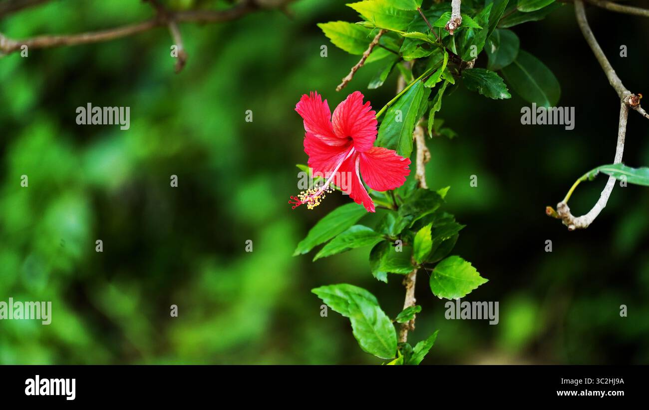 The red hibiscus is the flower of the Hindu goddess Kali, and appears ...