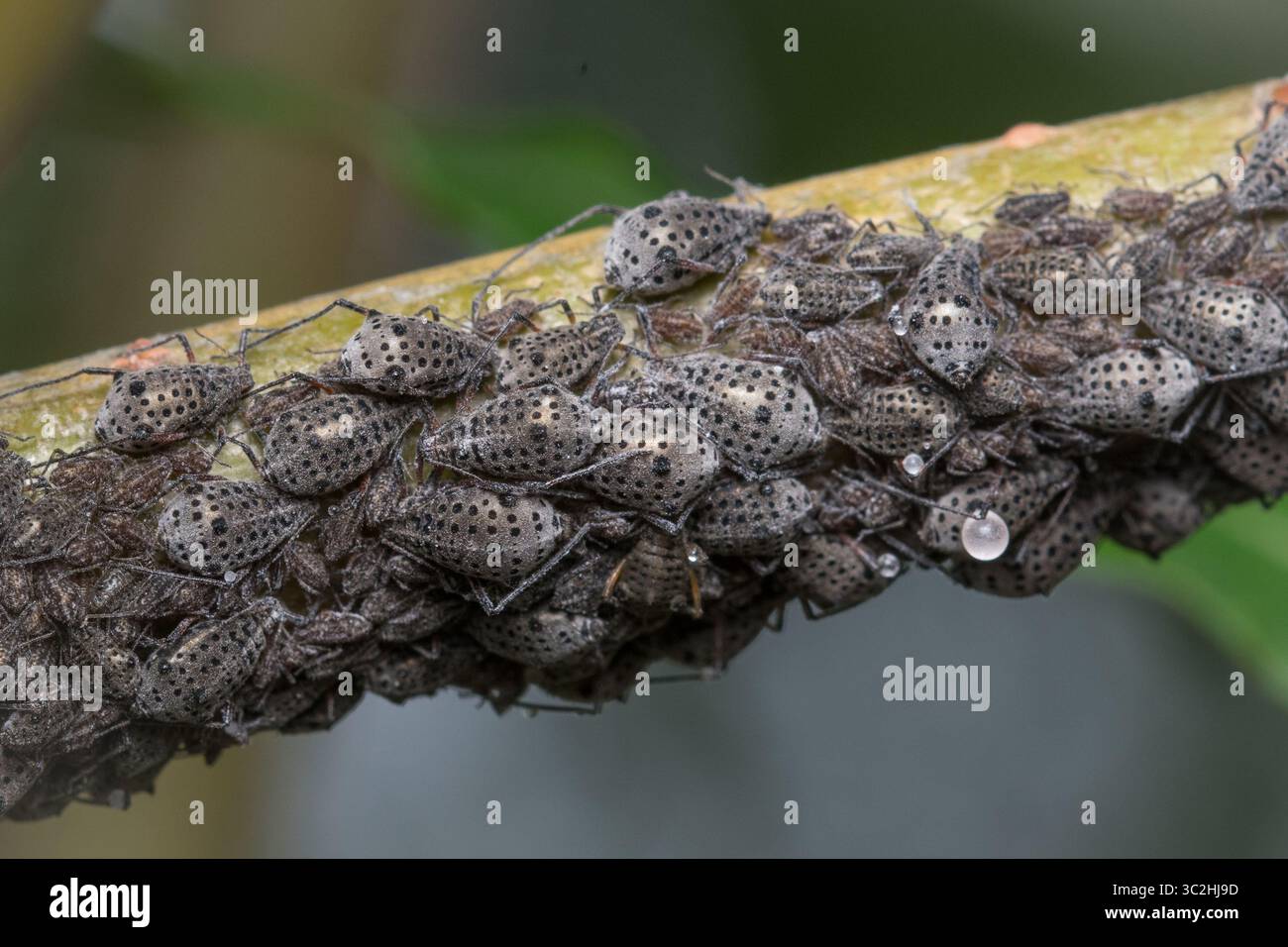 Giant willow aphids hi-res stock photography and images - Alamy