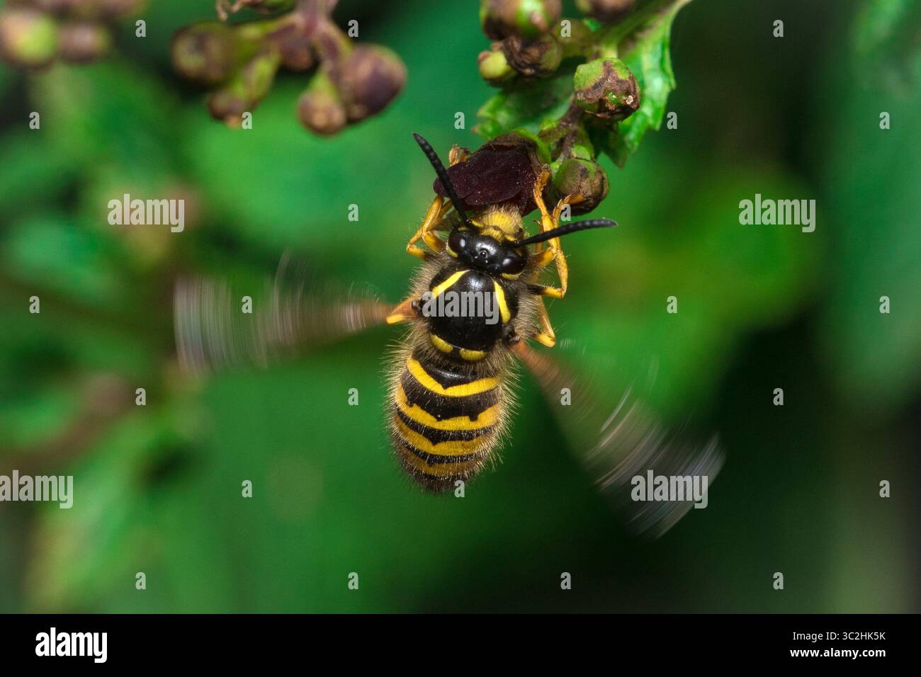Macro of a social wasp (Vespula or Dolichovespula sp), also known as a ...