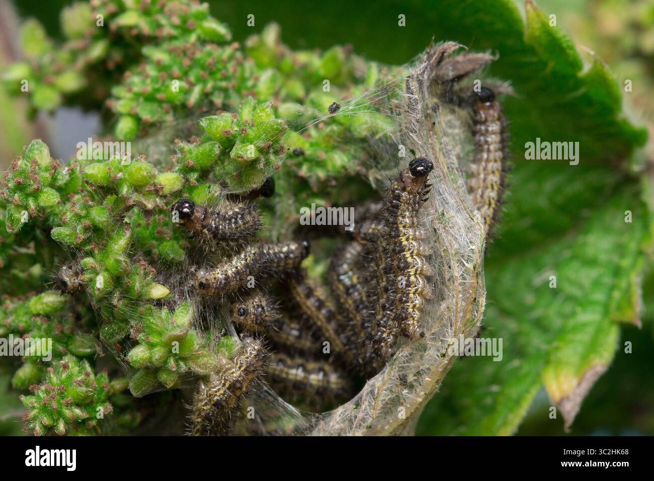 A cluster of small tortoiseshell butterly caterpillars feeding on ...