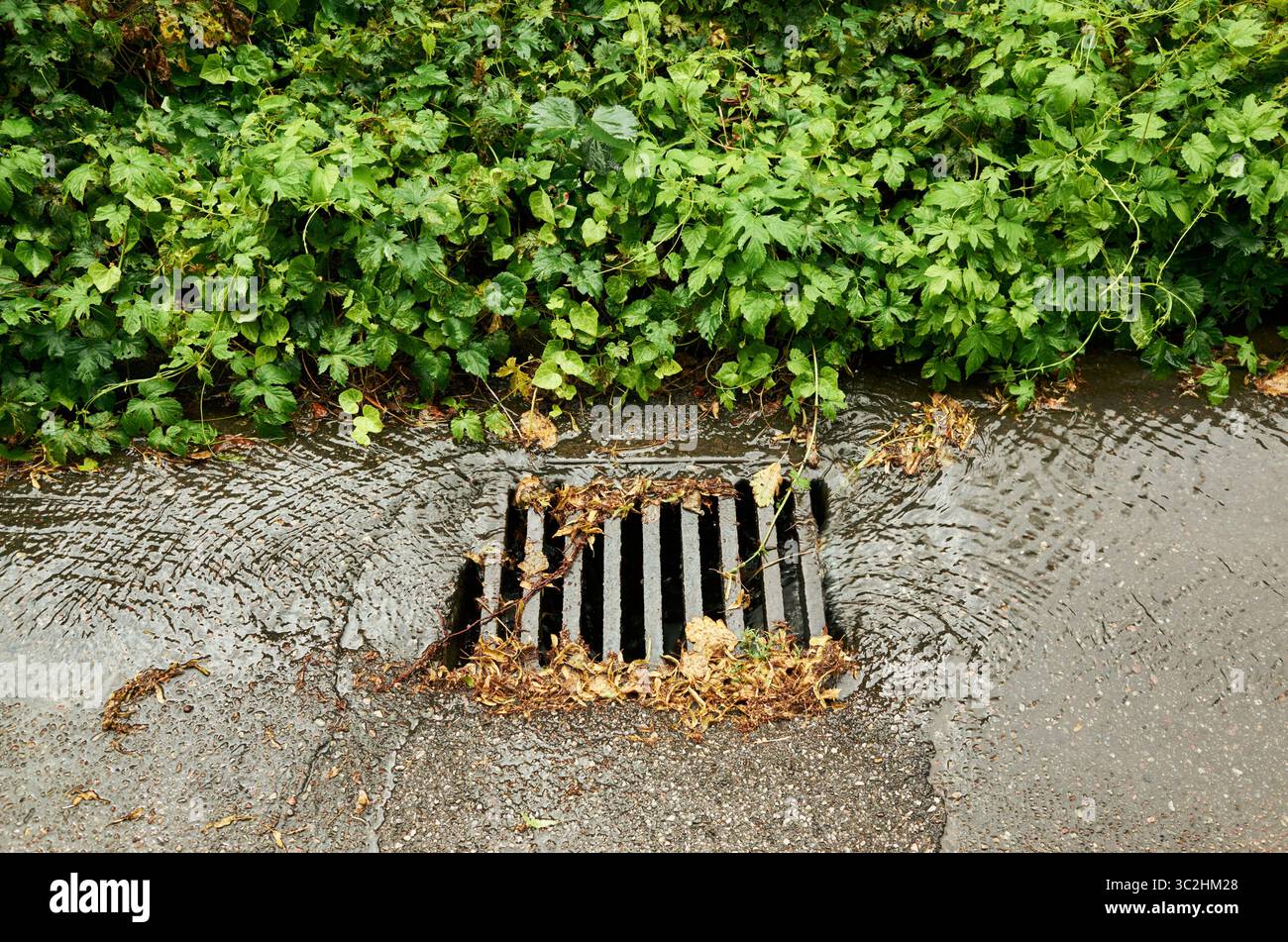 Drain is clogged with leaves and debris. The water is overflowing onto ...