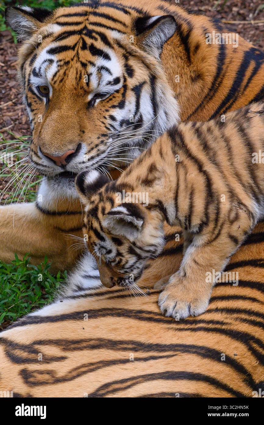 Magdeburg, Germany. 24th July, 2025. Tiger mother "Stormi" plays with ...