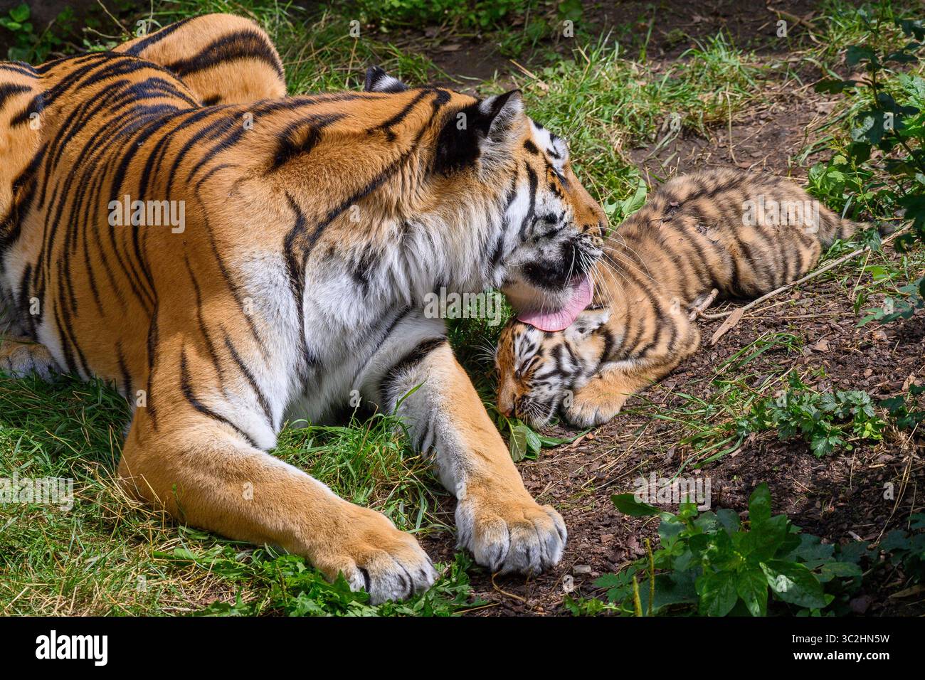 Magdeburg, Germany. 24th July, 2025. Tiger mother "Stormi" licks one of ...