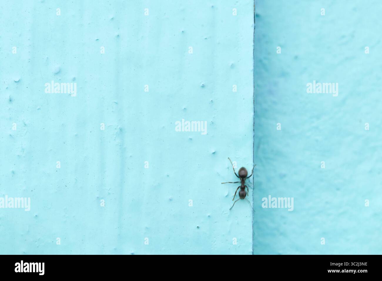 Ant climbing vertical blue wall surface, close up minimalistic insect ...