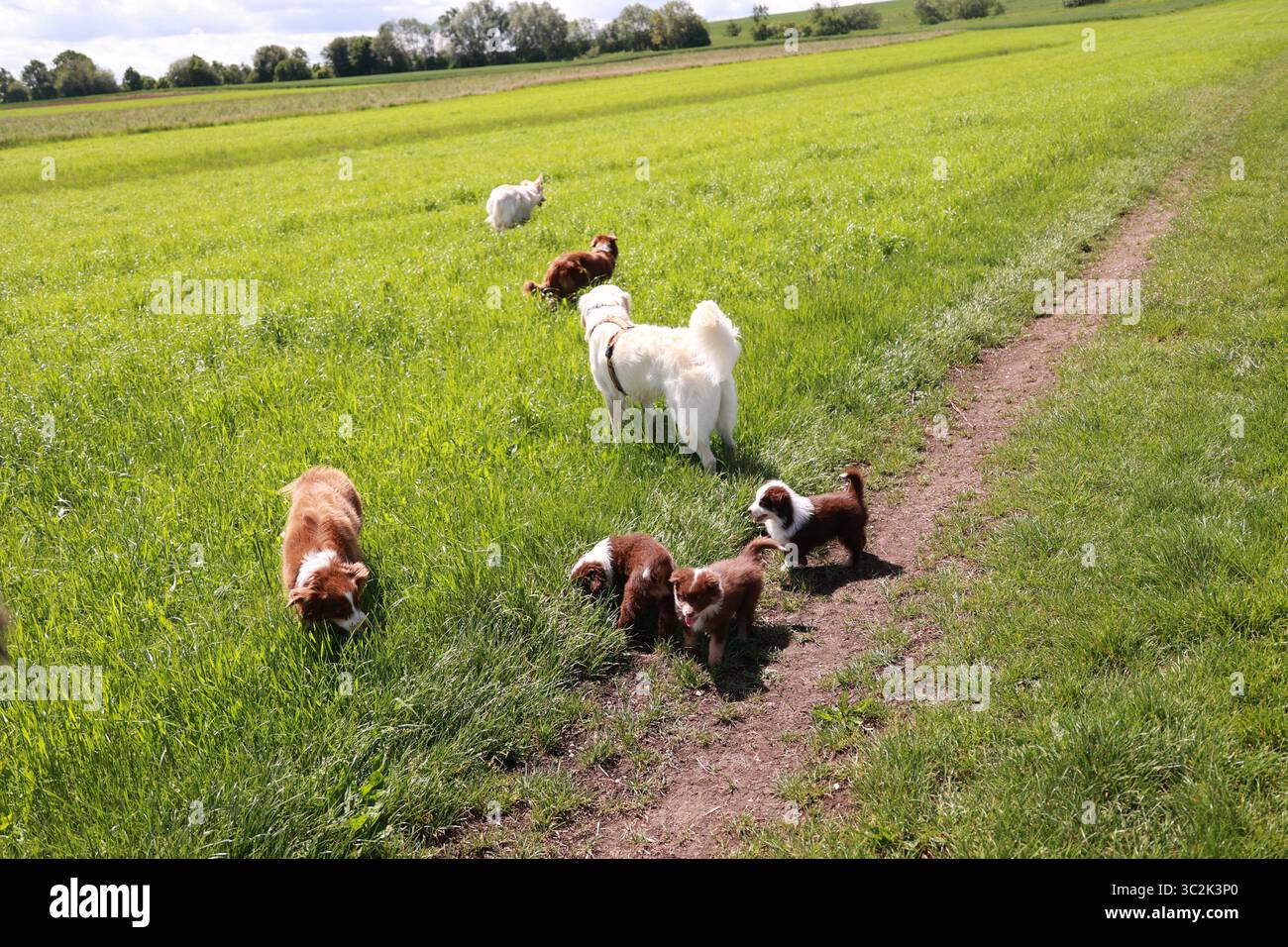 Group of dogs are playing in a field Stock Photo - Alamy