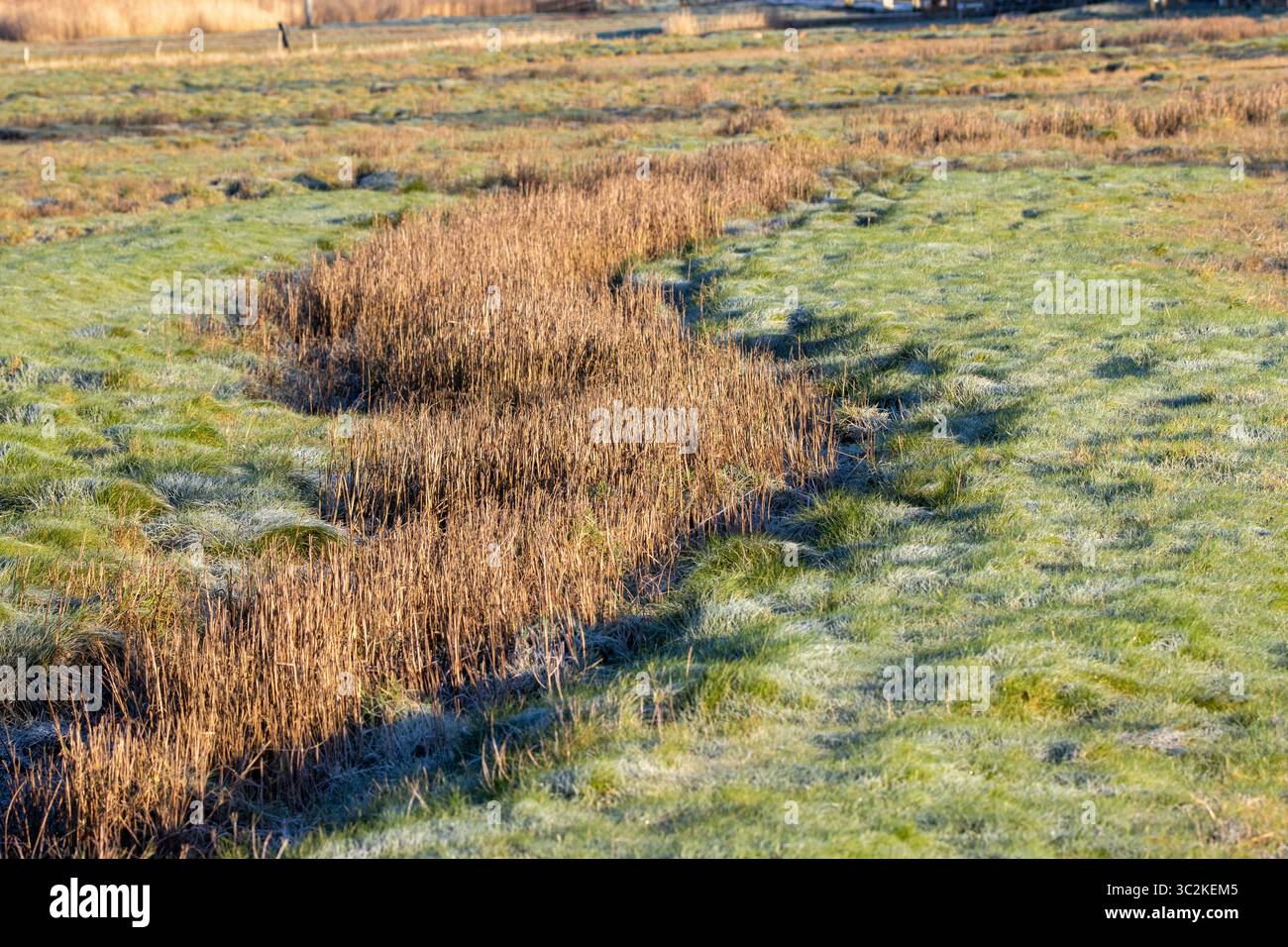 frozen marsh land and water in winter with light and shadow Stock Photo ...