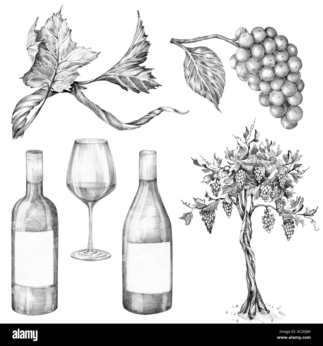 Set of wine bottles, glass and bunch of grapes, grape tree. Hand drawn ...