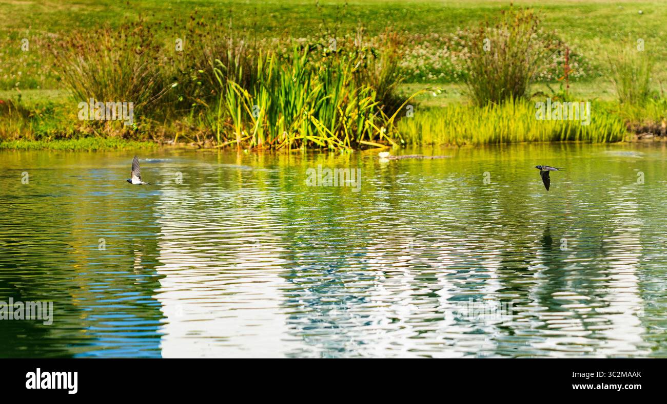 Swallows skimming the water to drink Stock Photo - Alamy