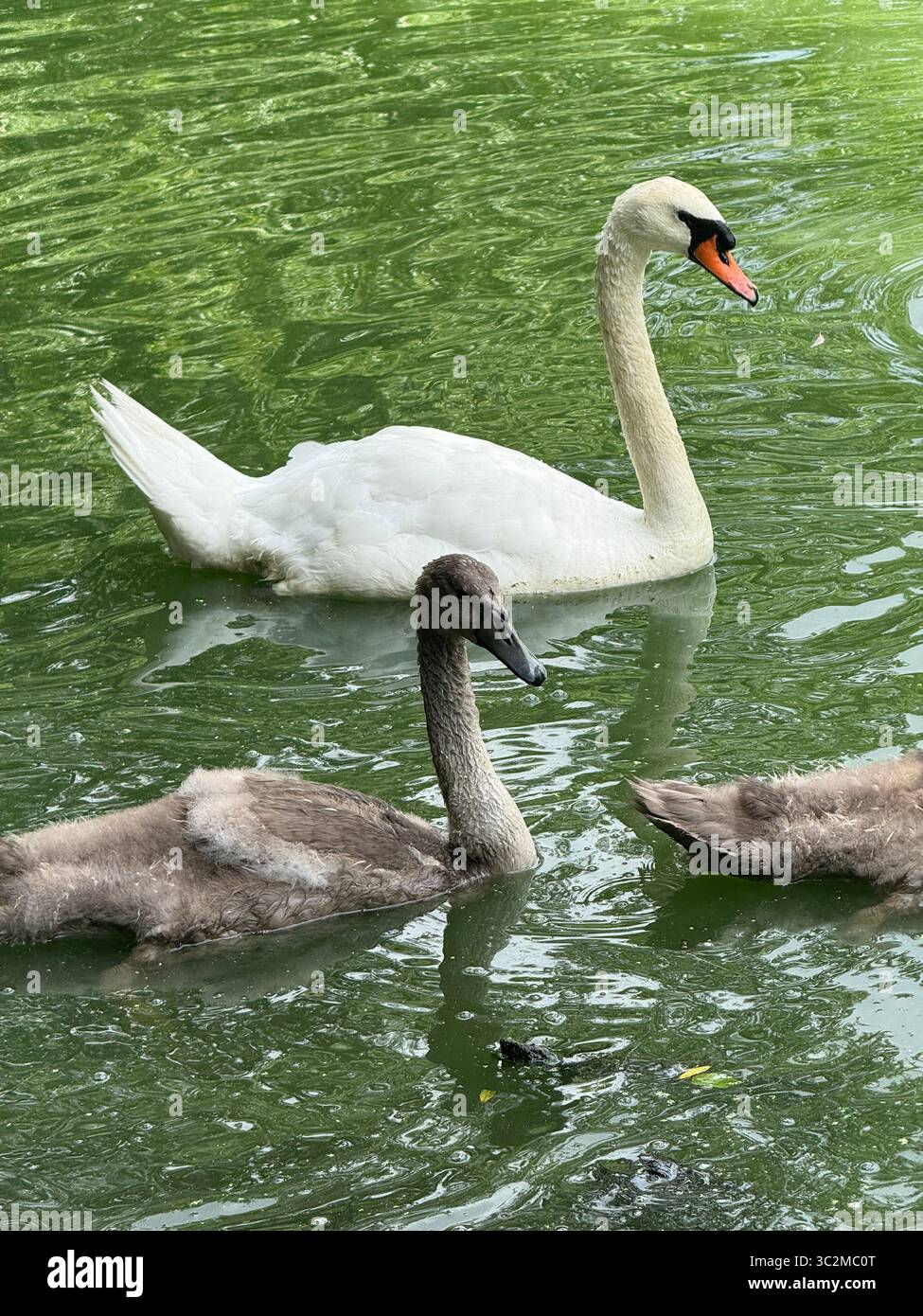 Swan family feed along hi-res stock photography and images - Alamy
