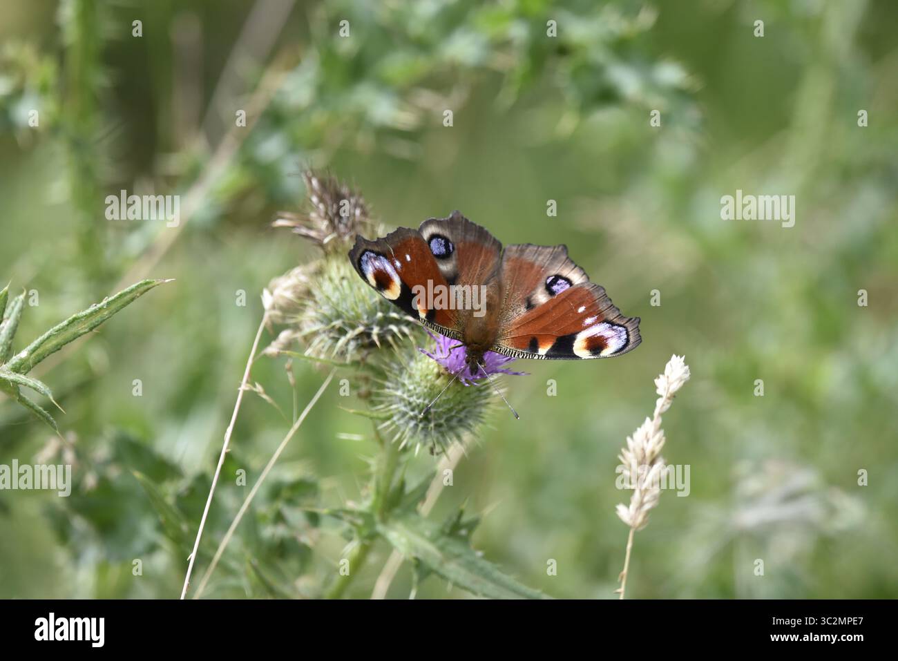 Proboscis in front of flower hi-res stock photography and images - Alamy
