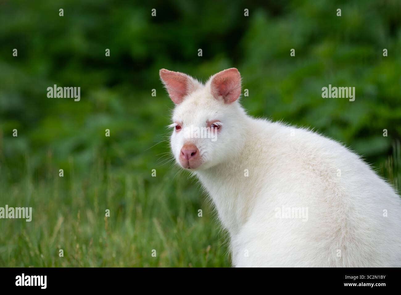 Rare albino wallaby portrait hi-res stock photography and images - Alamy