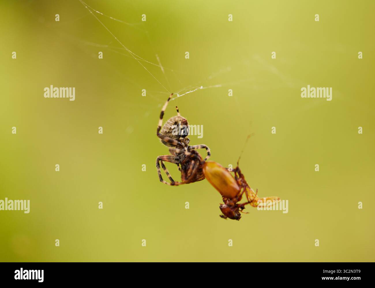 Medium sized spider hi-res stock photography and images - Alamy