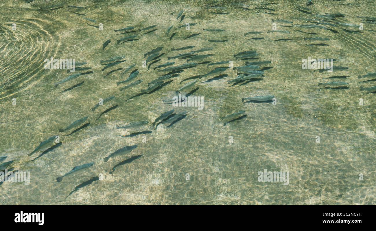 Underwater world captured in shallow hi-res stock photography and ...