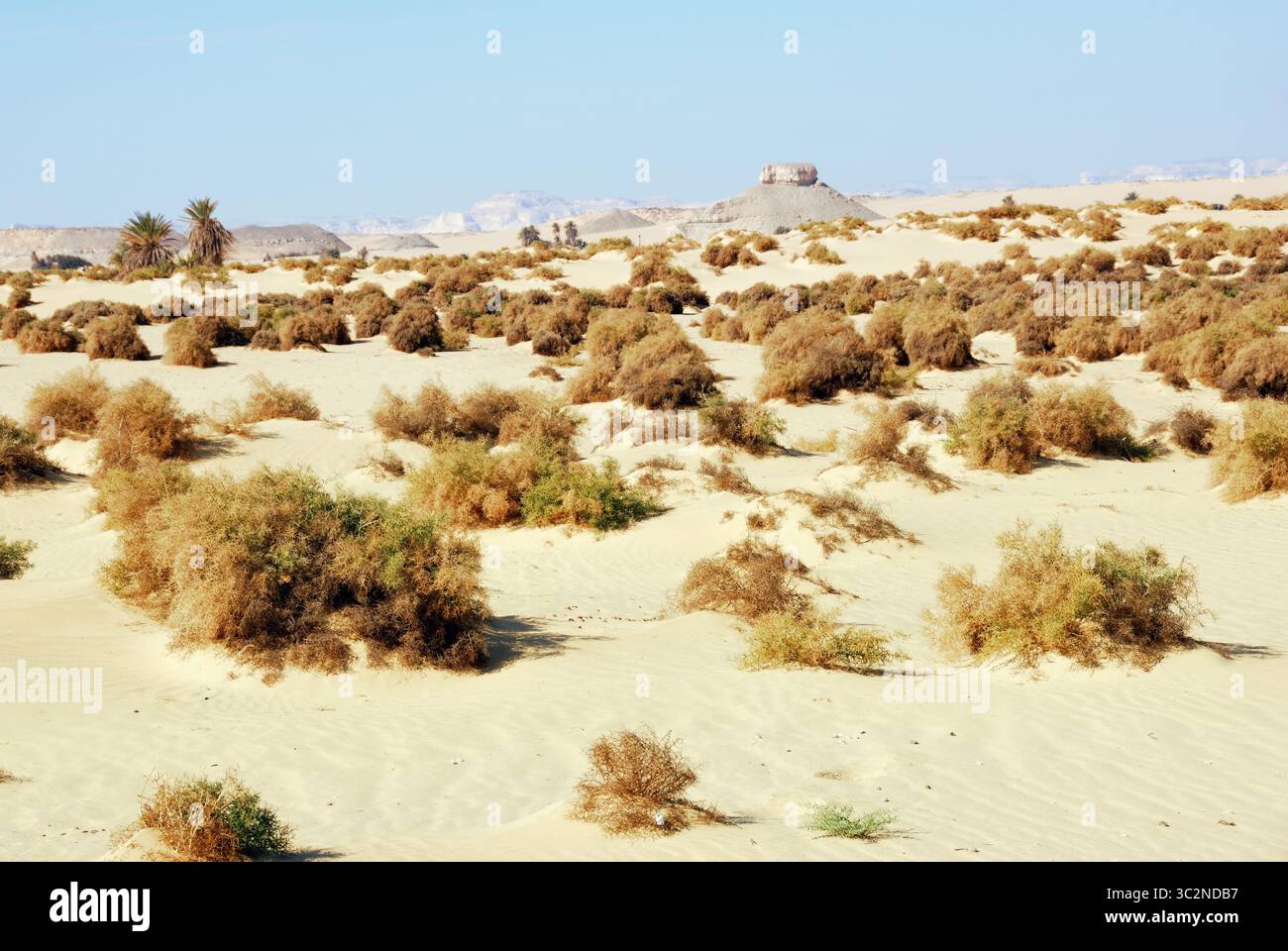 Sahara desert, camel torn and palm trees in sand at dawn. Western ...