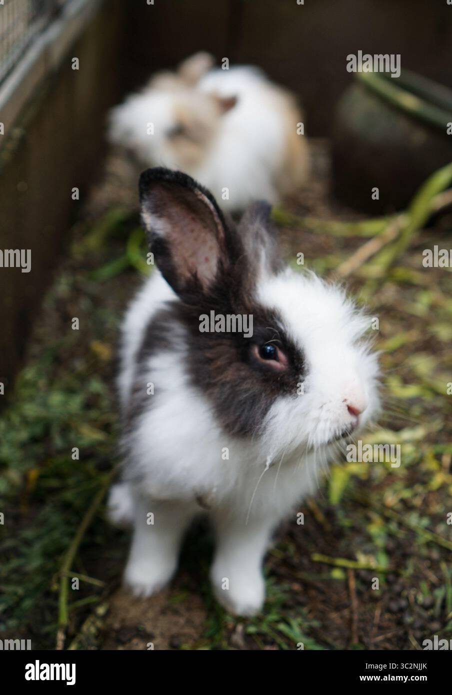 Little rabbits hi-res stock photography and images - Alamy
