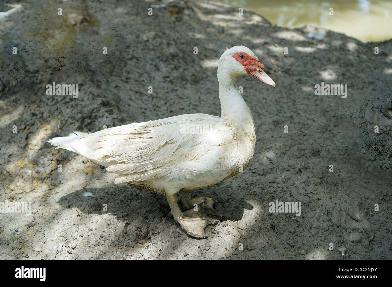 Funny white duck in muddy background Stock Photo - Alamy