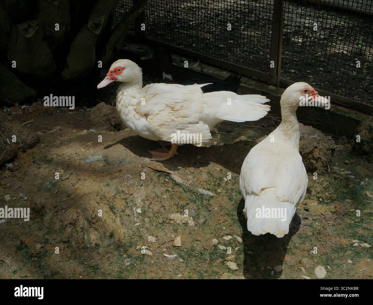 Funny ducks in muddy background Stock Photo - Alamy