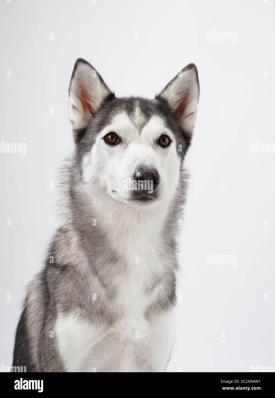 A Siberian Husky captured in a calm pose against a white background ...