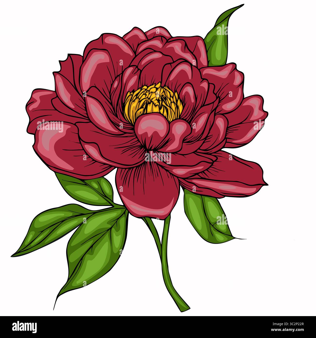A vector vibrant red peony flower with lush green leaves, illustrated ...