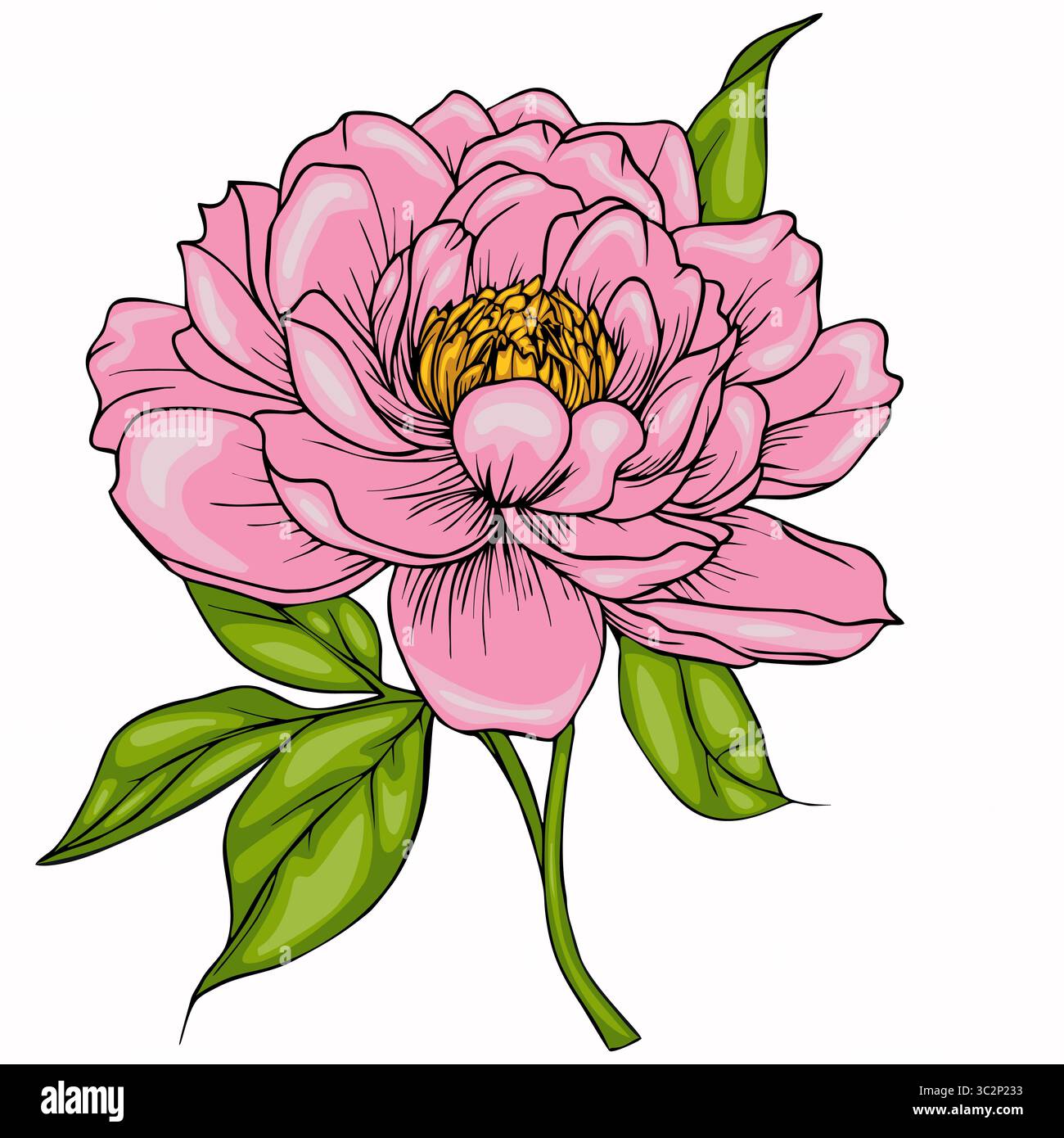 Peony fresh green leaves Stock Vector Images - Alamy