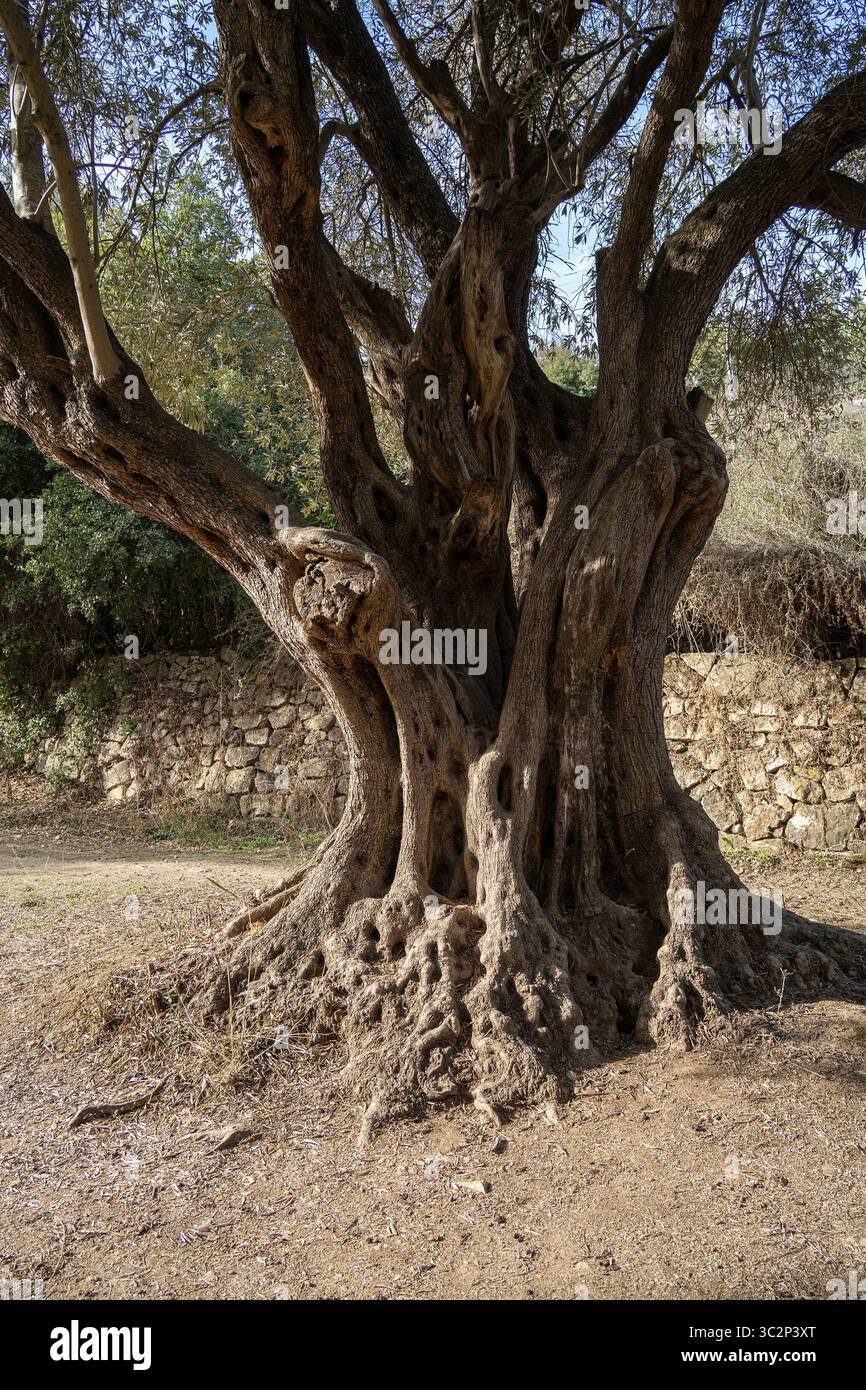 Massive trunk gnarled roots hi-res stock photography and images - Alamy