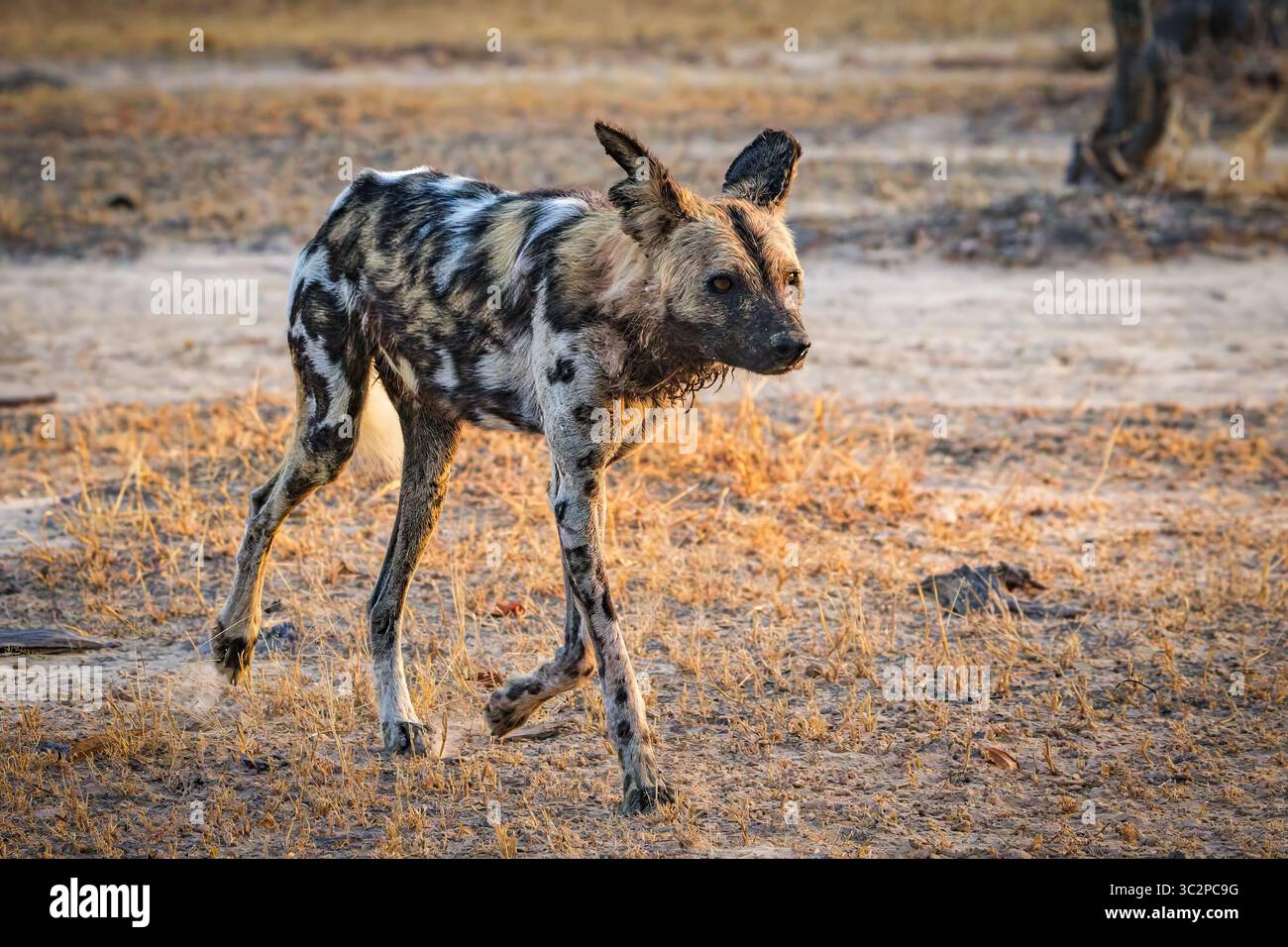 Scarred dog hi-res stock photography and images - Alamy