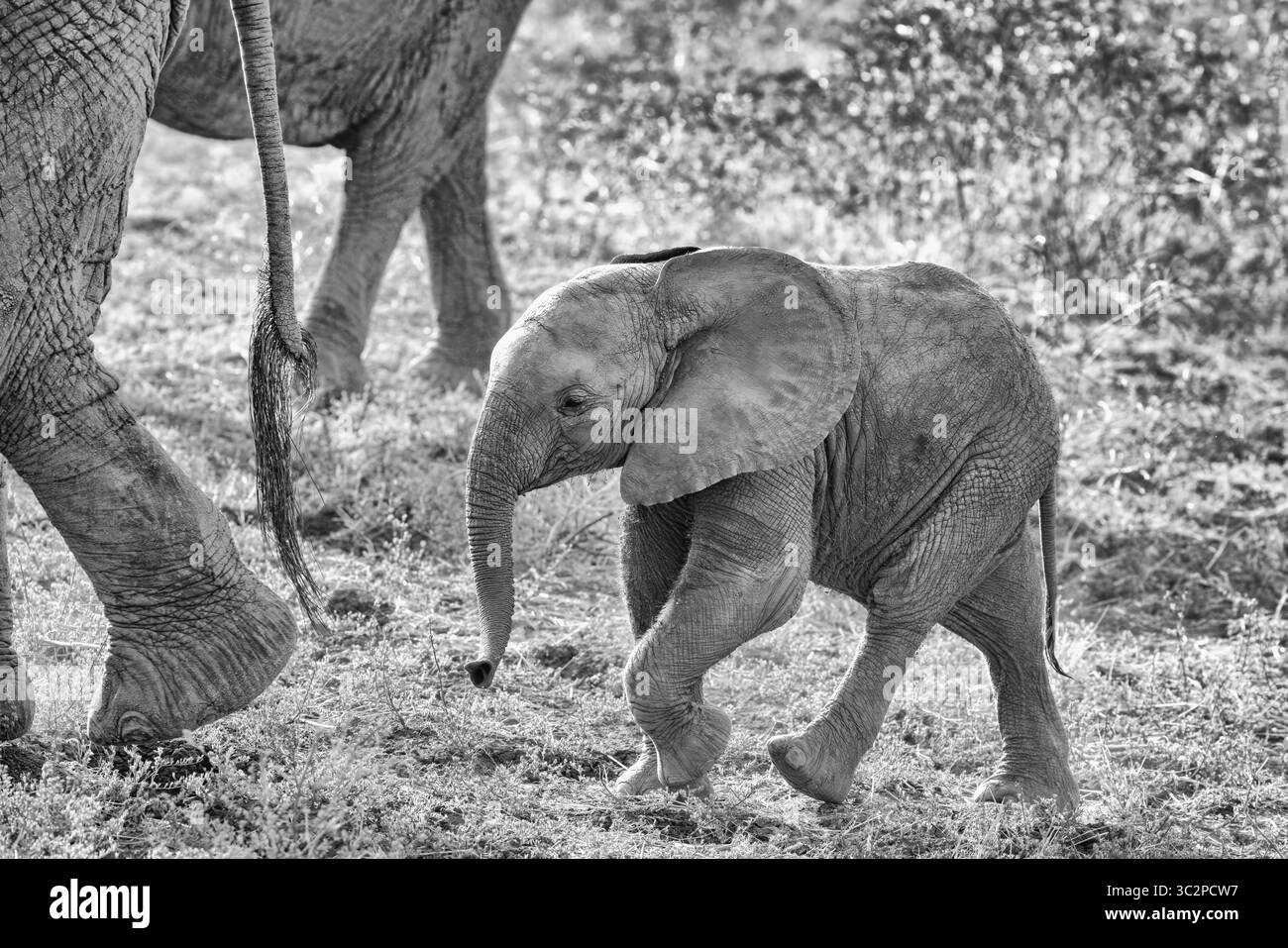 Keep trying Black and White Stock Photos & Images - Alamy