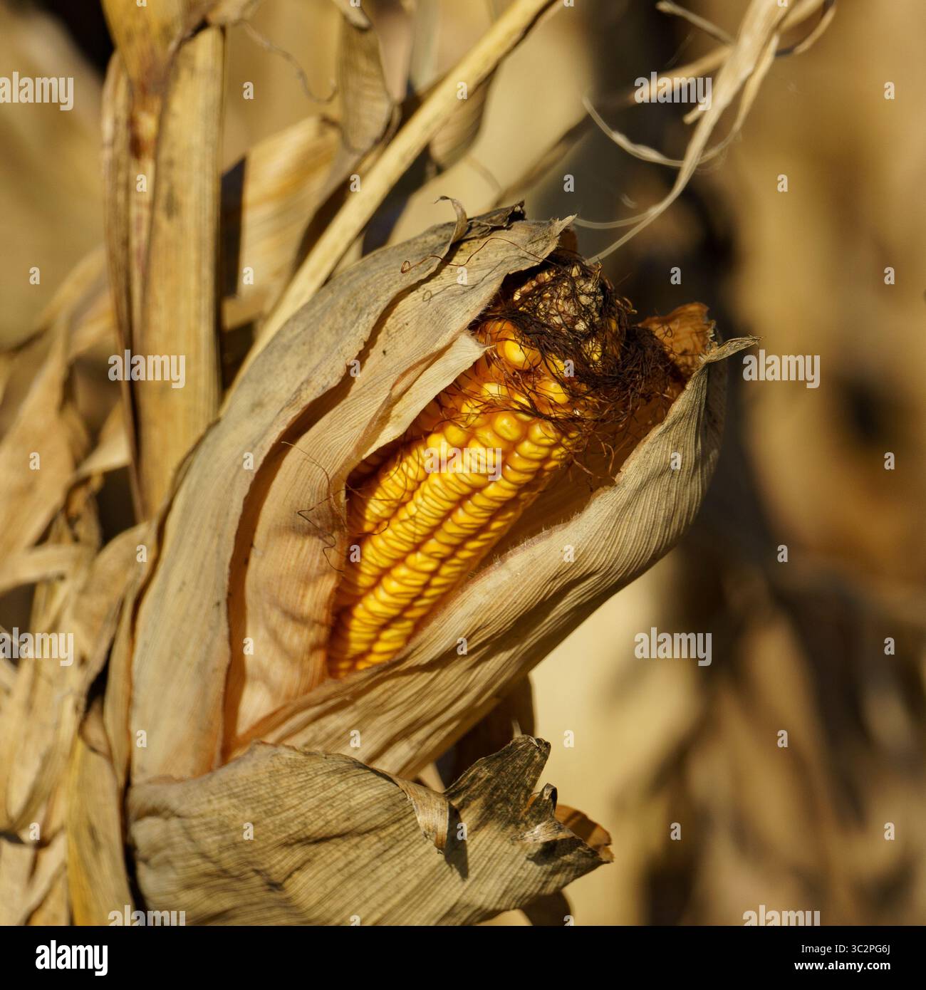 Attached corn husk hi-res stock photography and images - Alamy