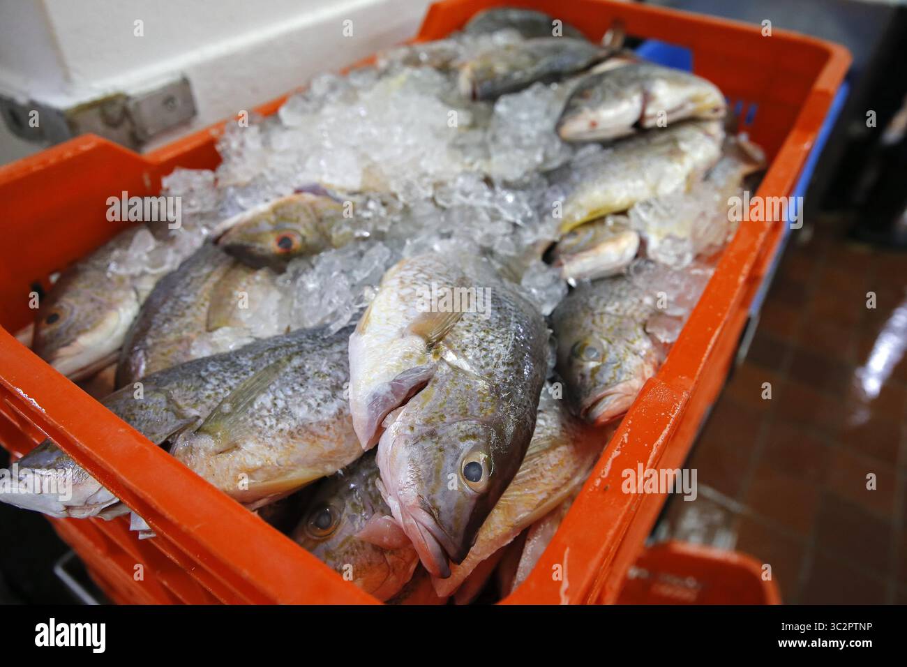 Muestra de cultivo hi-res stock photography and images - Alamy