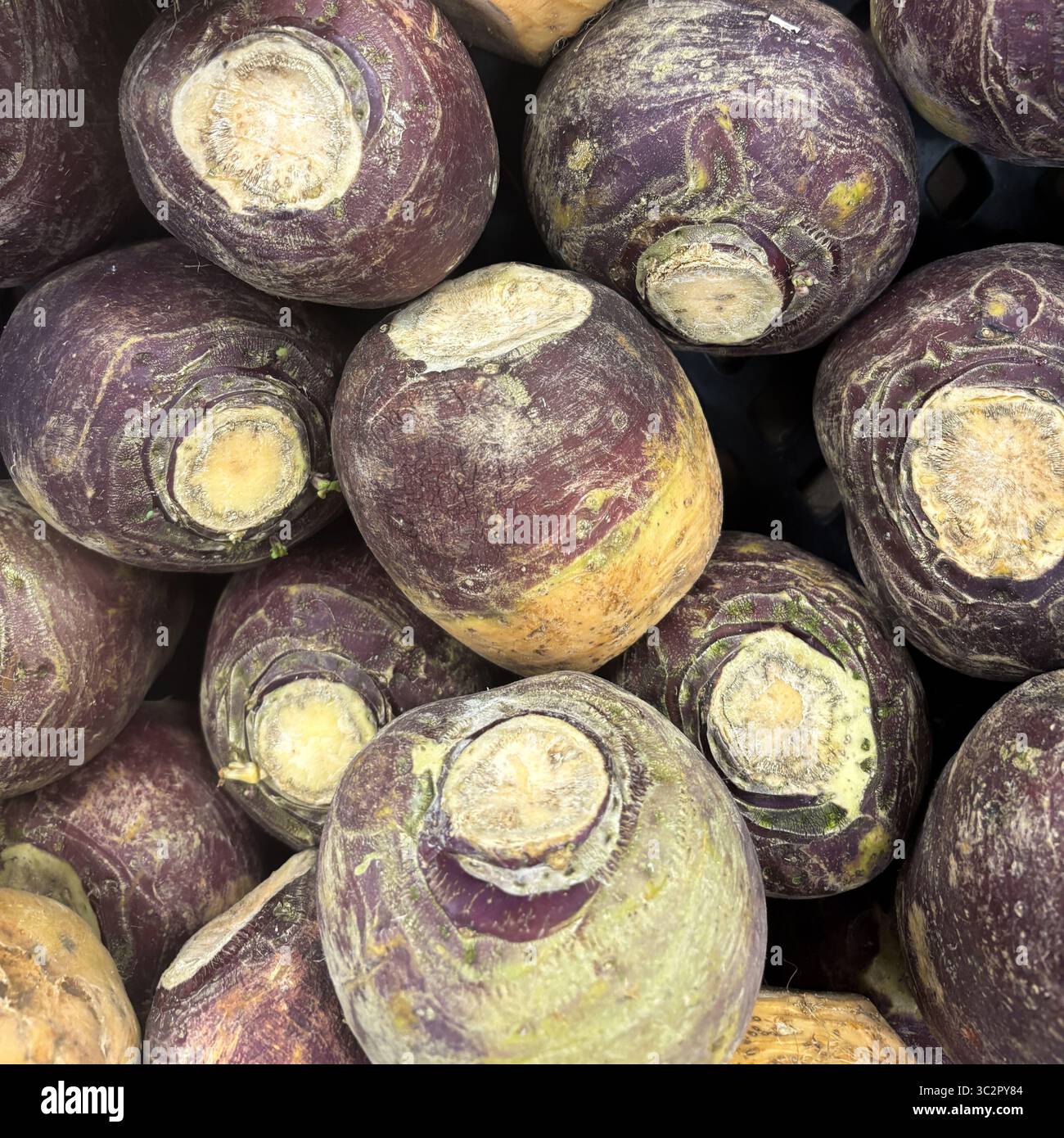 Freshly harvested raw Swedes root vegetables in a basket at a Farmers ...