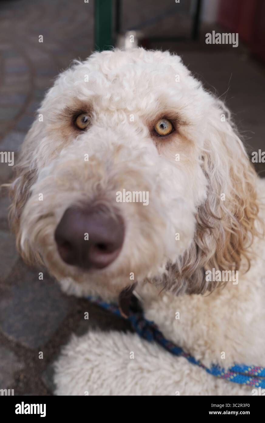 Hund GER, Deutschland, 20250724, Hund *** Dog GER, Germany, 20250724 ...