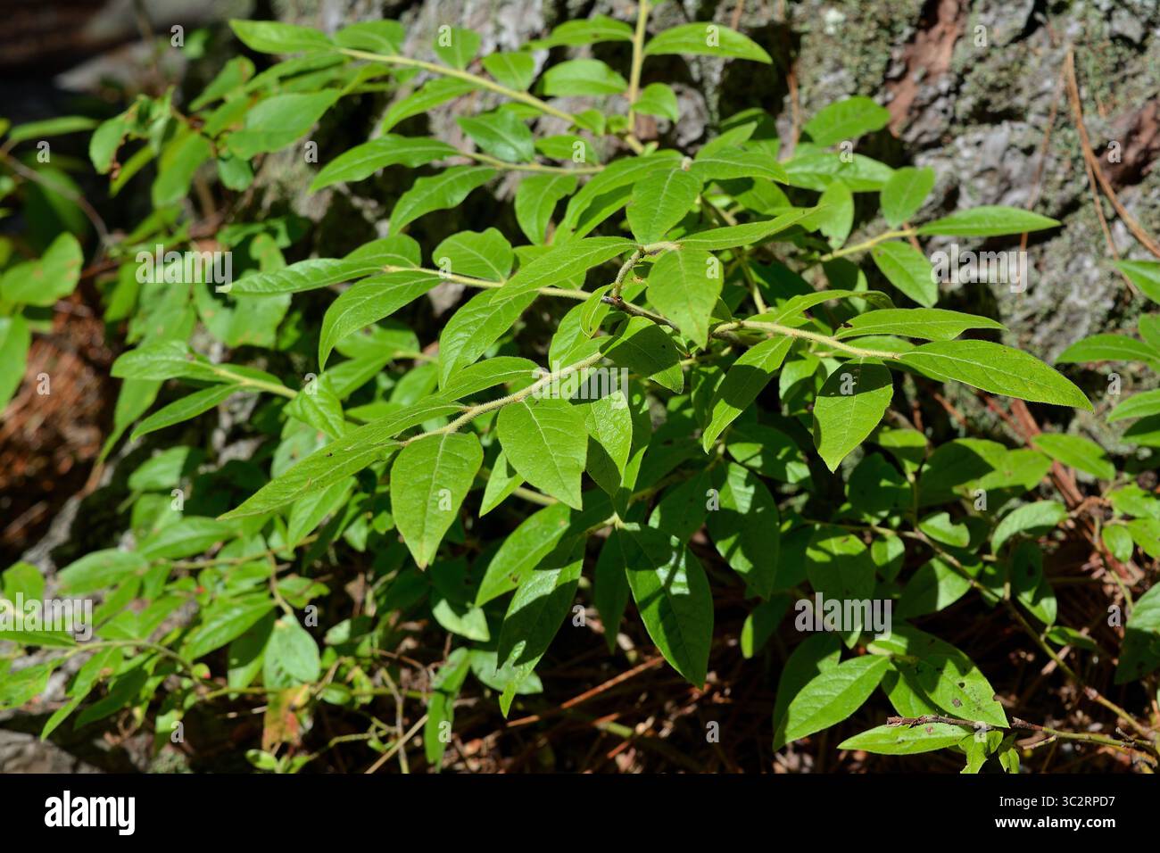 A small leafy plant with vibrant green leaves growing at the base of a ...