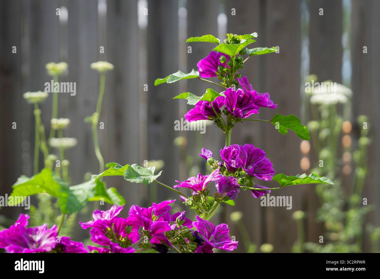 Common mallow (Malva sylvestri), purple veined flower. Tall mallow ...