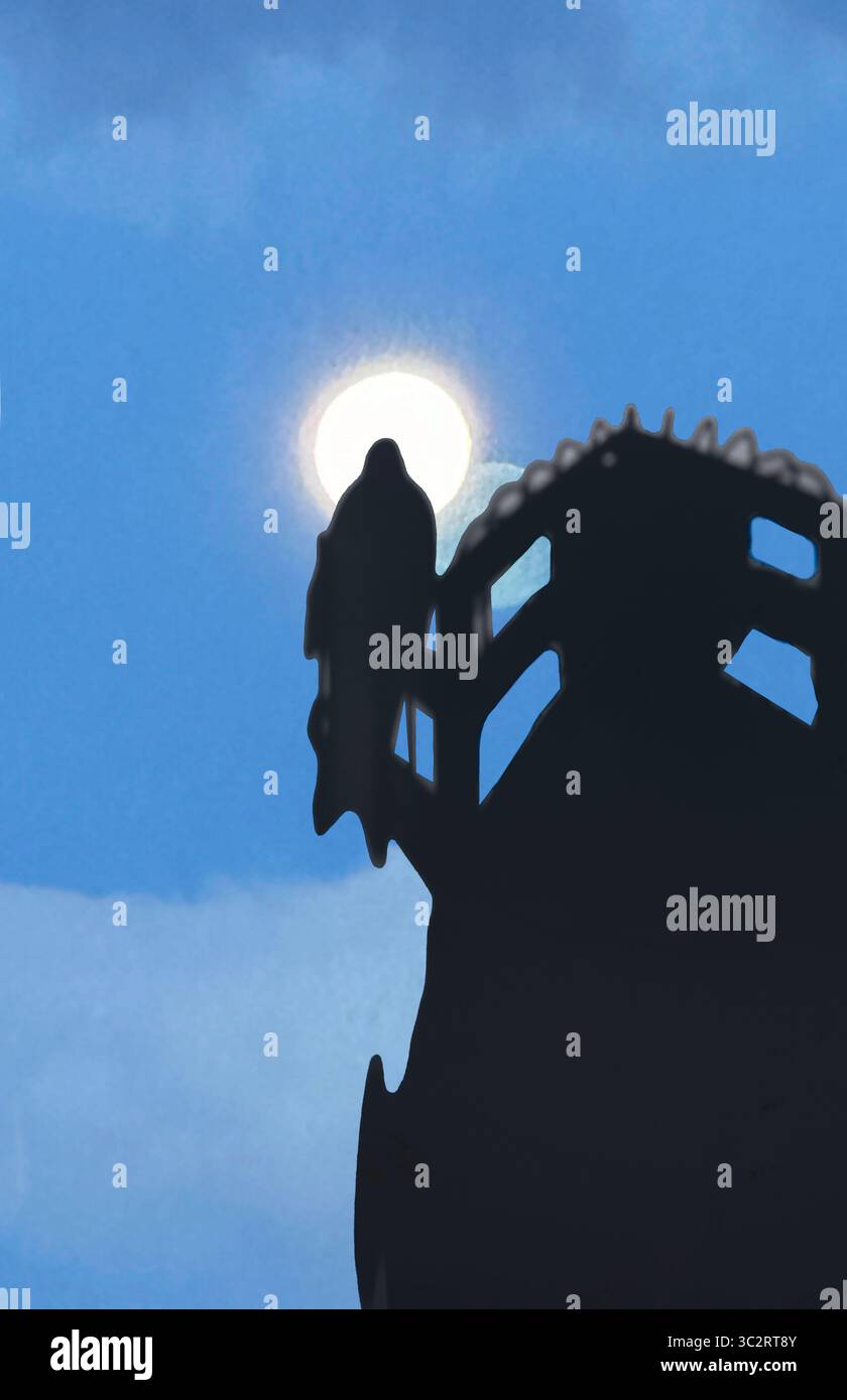 Raven in sun on hi-res stock photography and images - Alamy