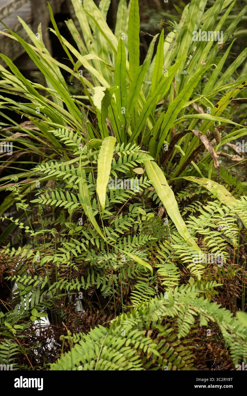 Bracken (fern) is recognisable as a fern. The Long Strap Fern does not ...