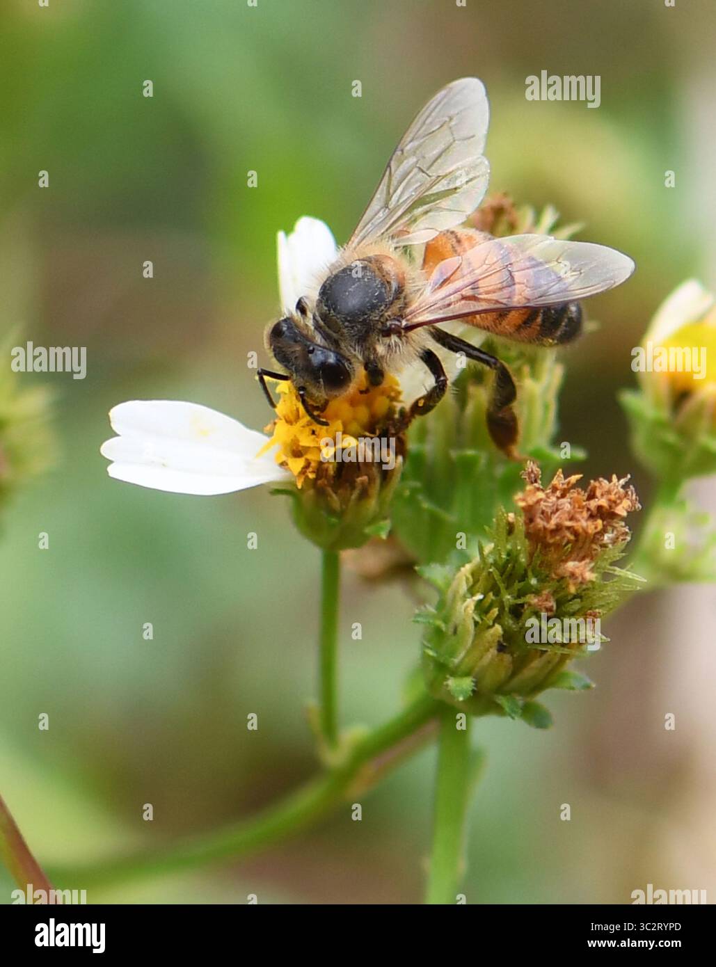 Honey Bee (Apis mellifera) on Spanish Needle (Bidens alba). Spanish ...