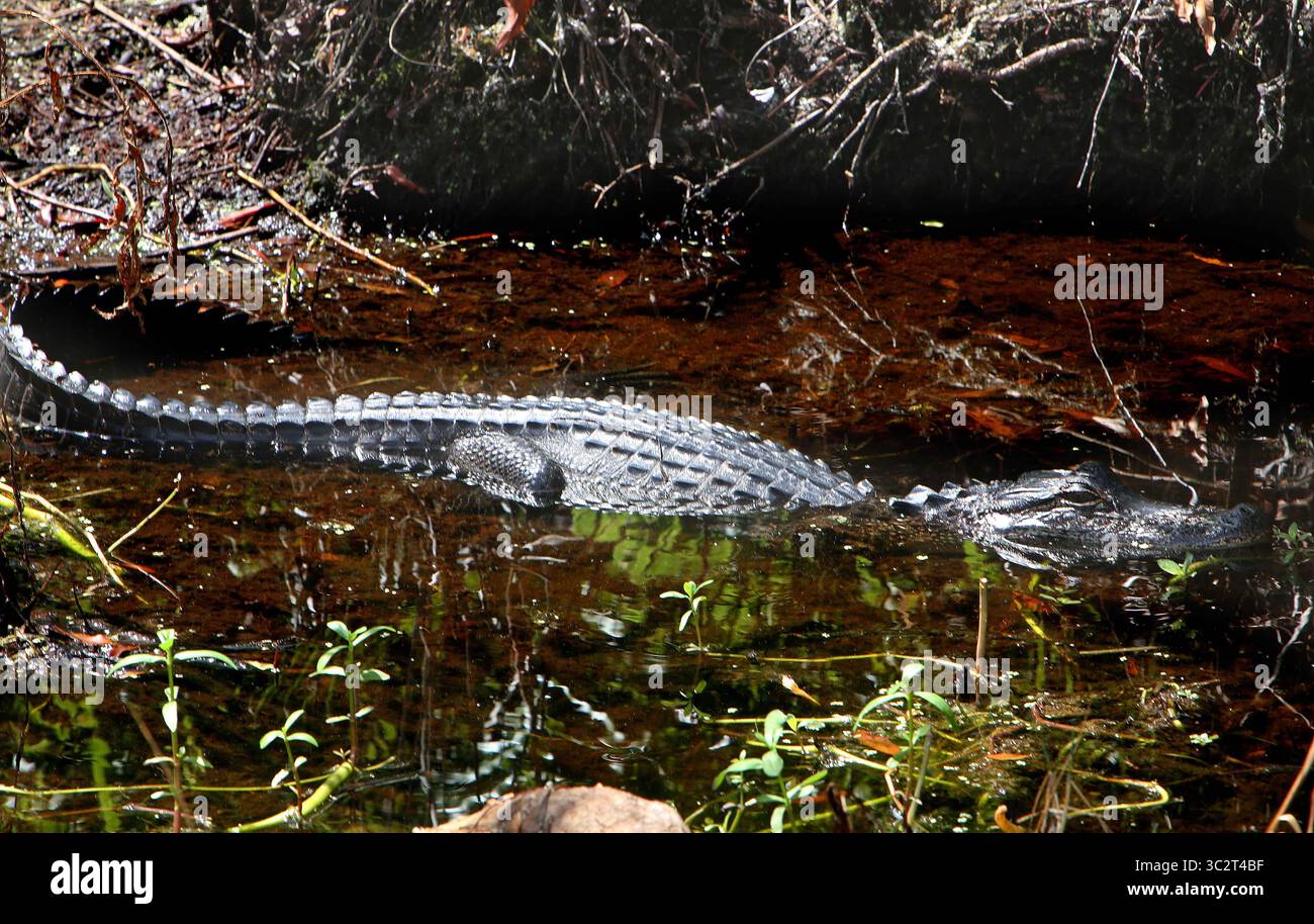 July 31, 2019, St. Petersburg, Florida, USA: An alligator lays in ...