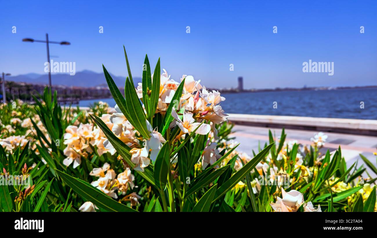 A sunny summer day in Izmir, Turkey. Flowers bloom near the waterfront ...