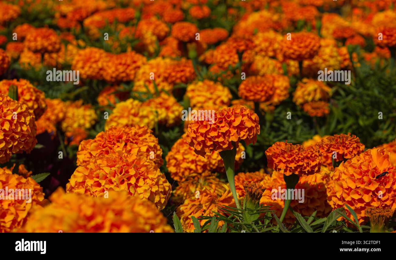 Cempasuchil flowers in a flower field. Mexican the Day of the dead ...