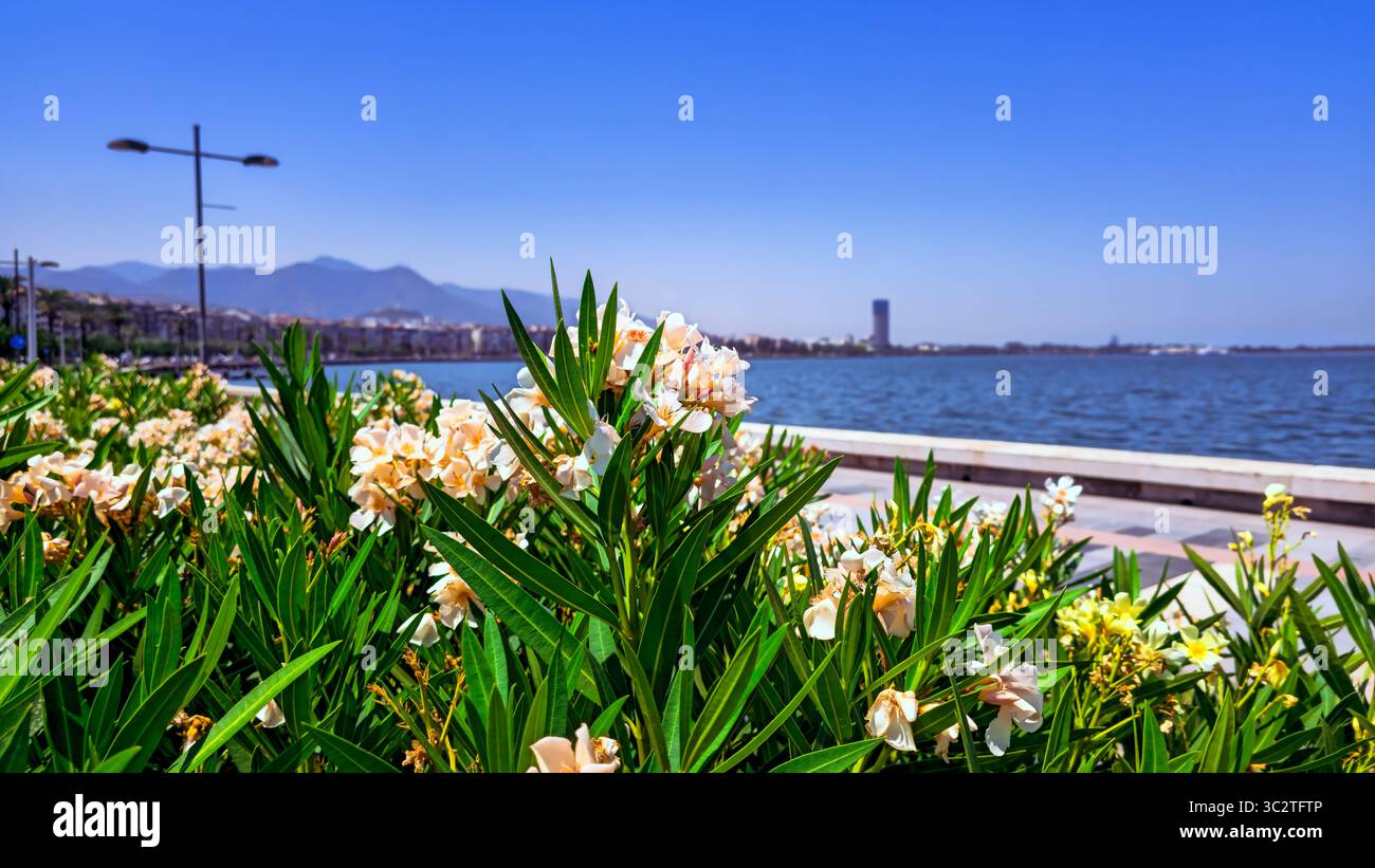 A sunny summer day A sunny summer day in Izmir, Turkey. Flowers bloom ...