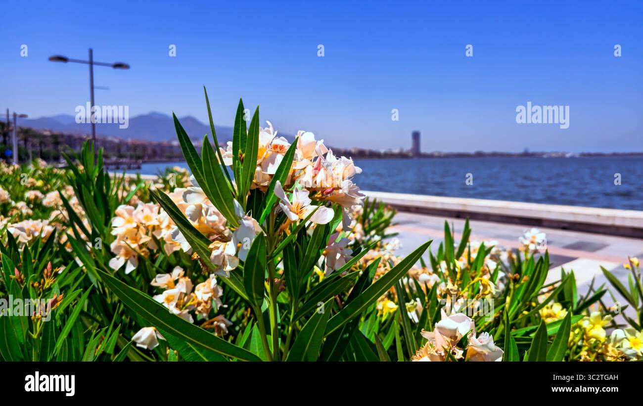A sunny summer day A sunny summer day in Izmir, Turkey. Flowers bloom ...