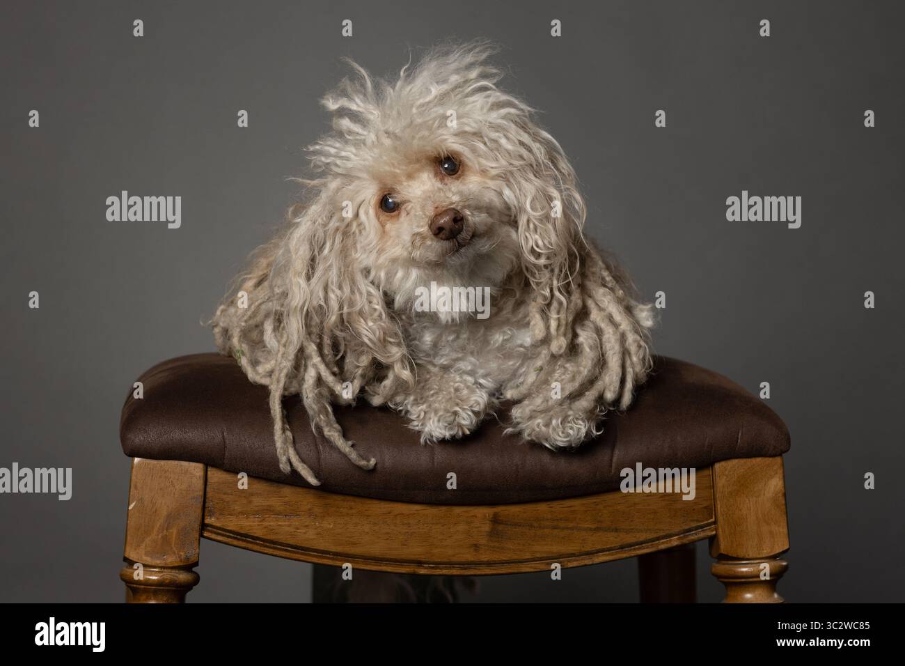 Lively puli hi-res stock photography and images - Alamy