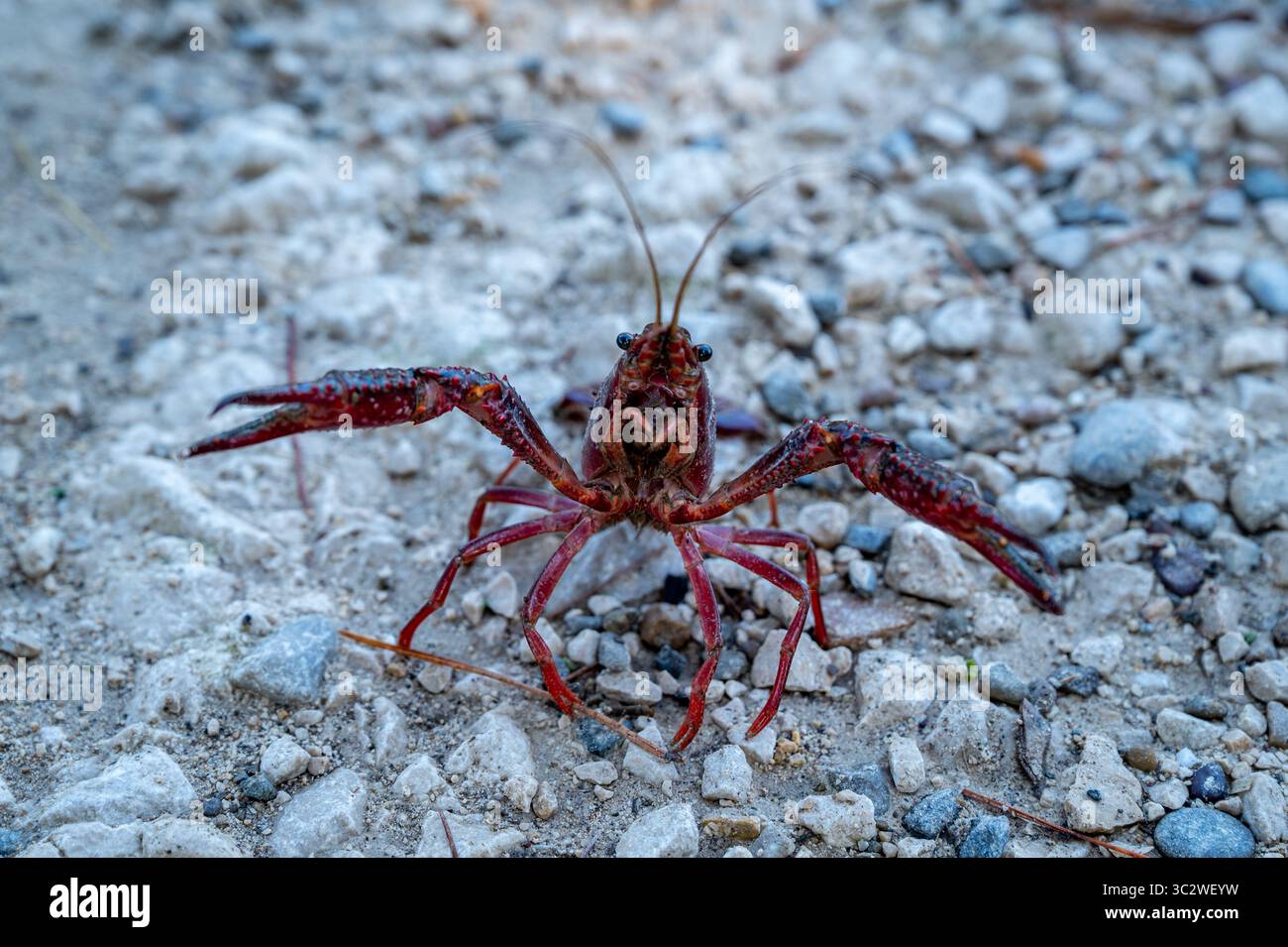 Alert crayfish hi-res stock photography and images - Alamy